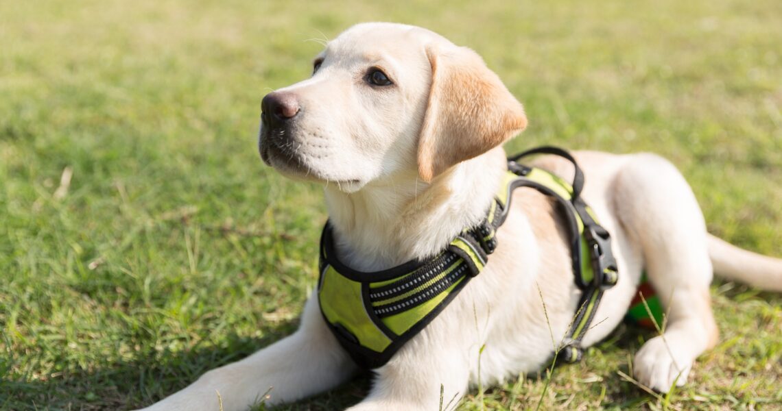 Service Dogs Tasks