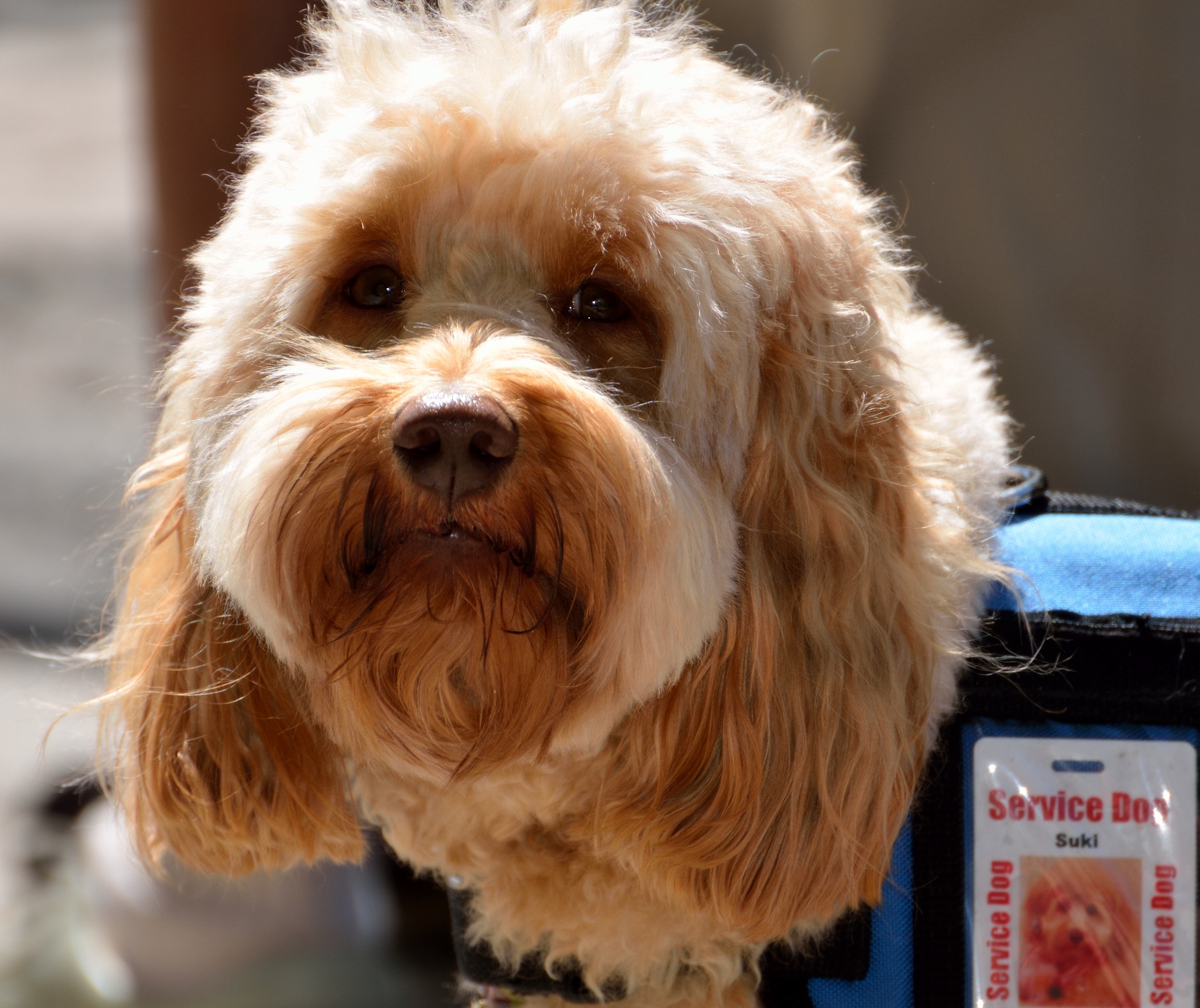 How Can A Service Dog Help Check The List Of Service Dog Commands