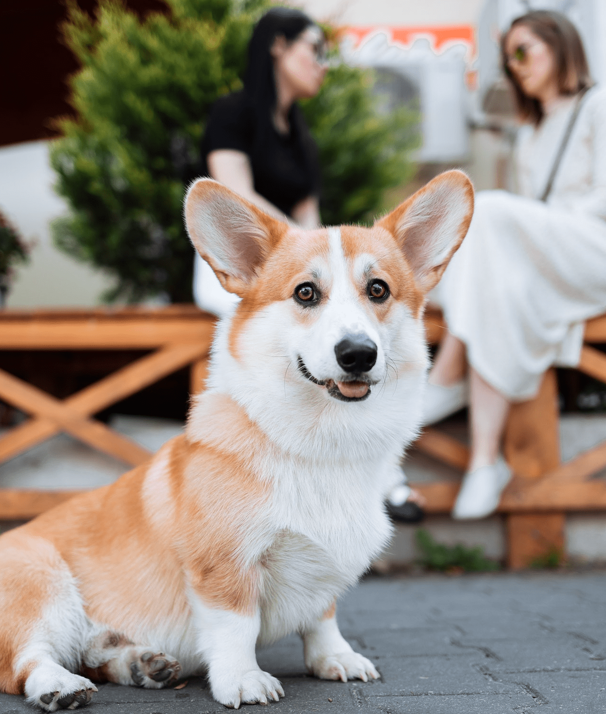 Online School | Service Dog Training School International